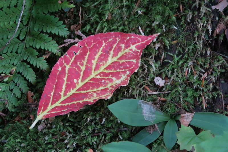 沼田街道を歩く: かっちゃんのちいさな旅2