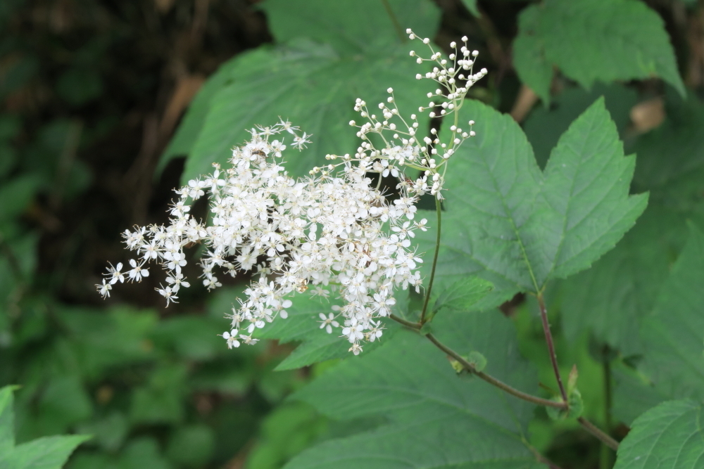 火打山～妙高山 1/3: かっちゃんのちいさな旅2