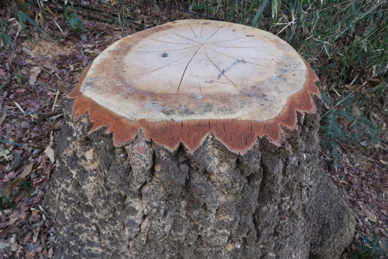 高尾山 599m: かっちゃんのちいさな旅2